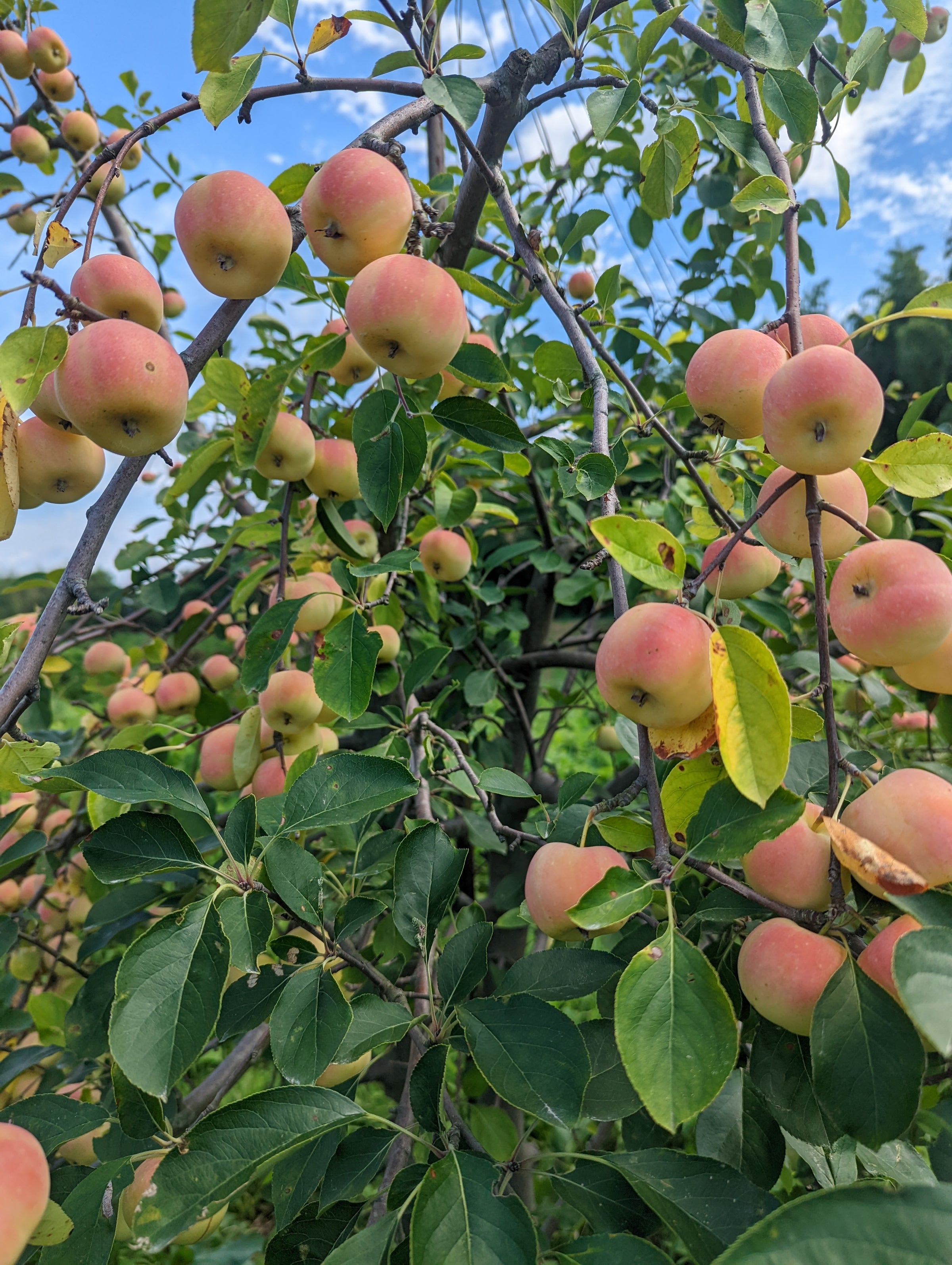 HOME | Wine＆Cidre NAGAHAMA